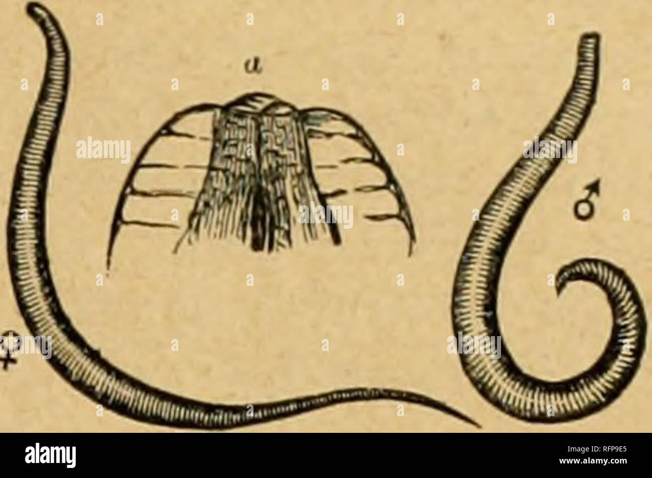 Truncated tail hi-res stock photography and images - Alamy