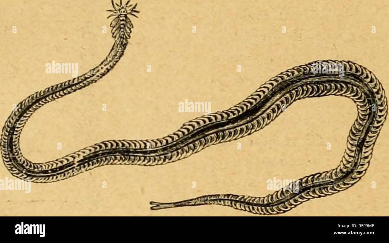 . Cassell's natural history. Animals; Animal behavior. LVUO (Nephthys ...