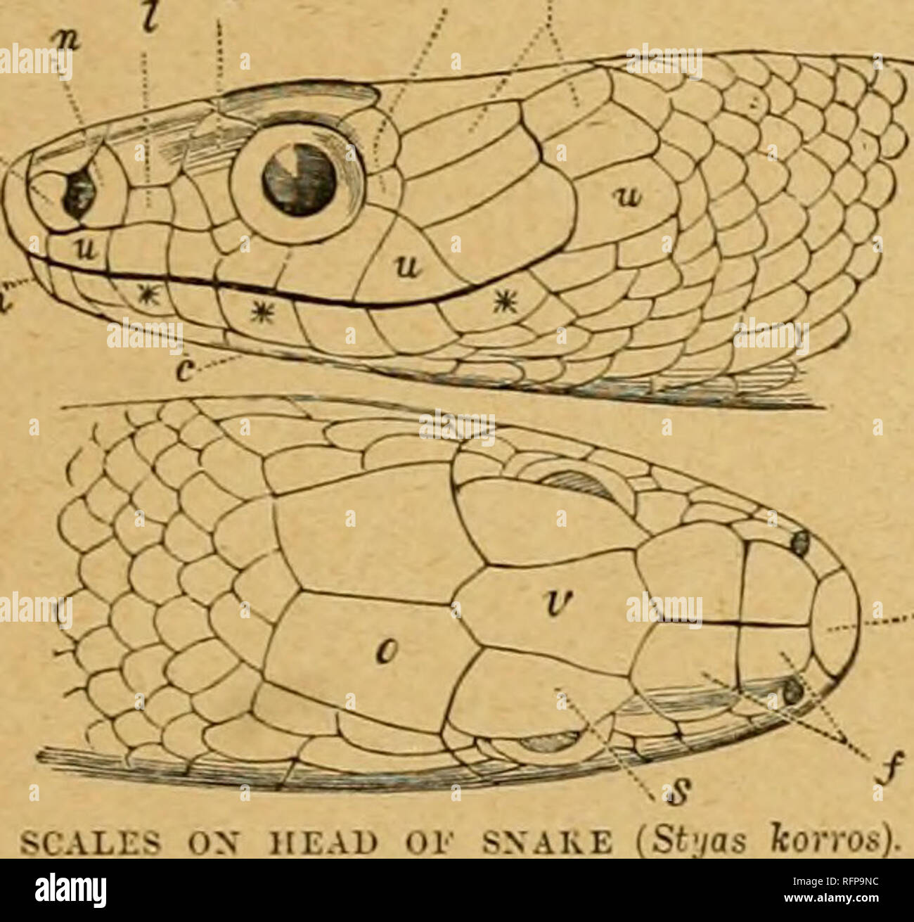 Heads overlap hi-res stock photography and images - Alamy