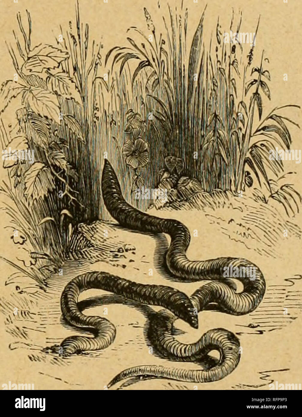 . Cassell's natural history. Animals; Animal behavior. THE EAItTH W0R3I ...