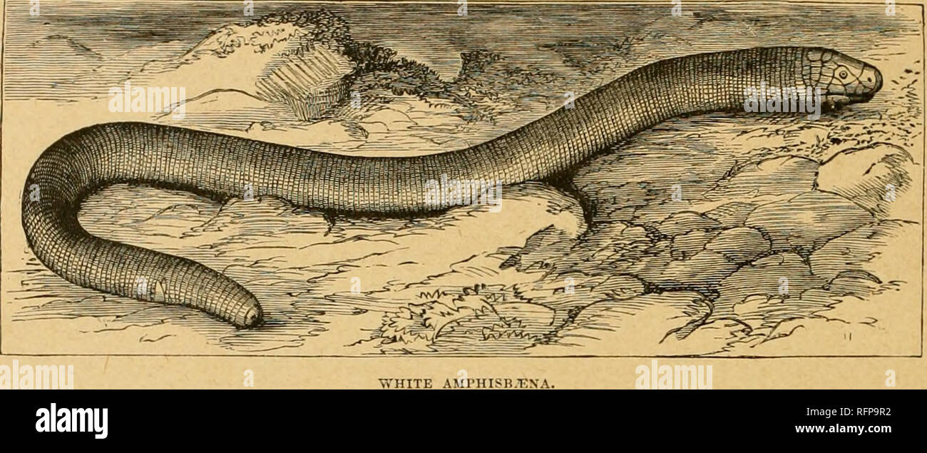 animals without arms