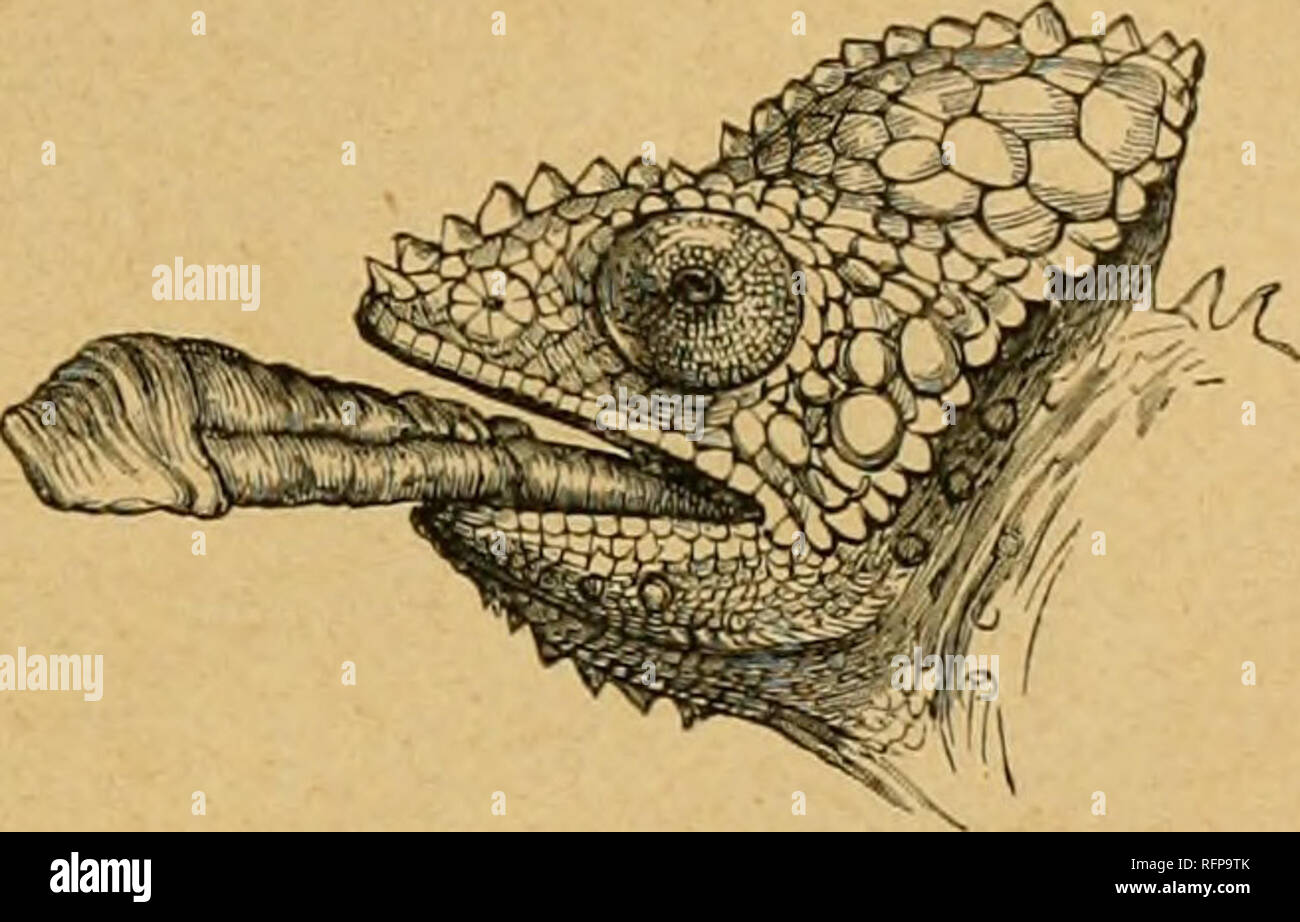 . Cassell's natural history. Animals; Animal behavior. THE CKAM.ElEOy ...