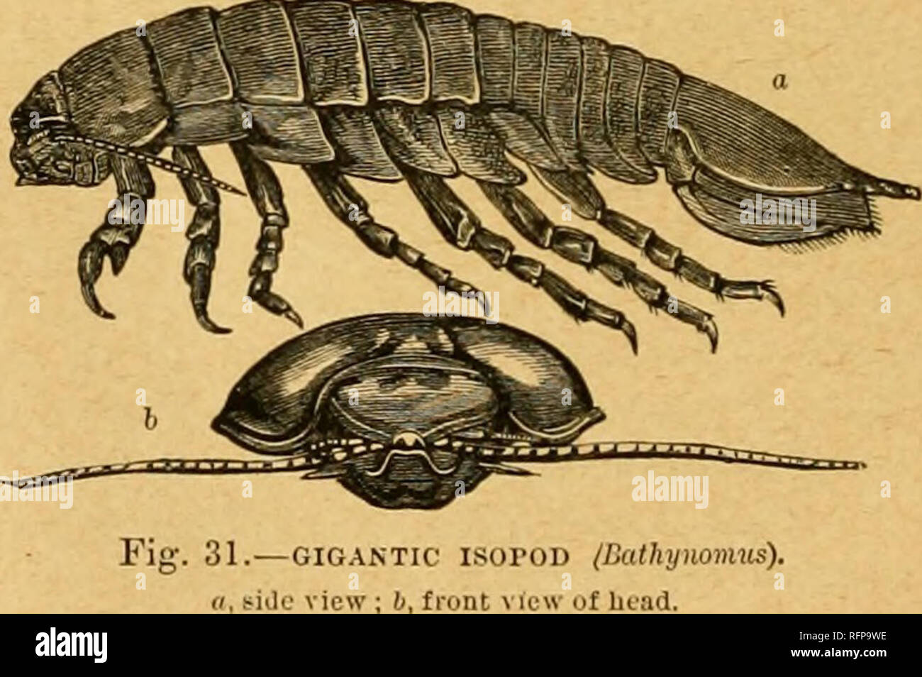 . Cassell's natural history. Animals; Animal behavior. SECOND LEGION ...