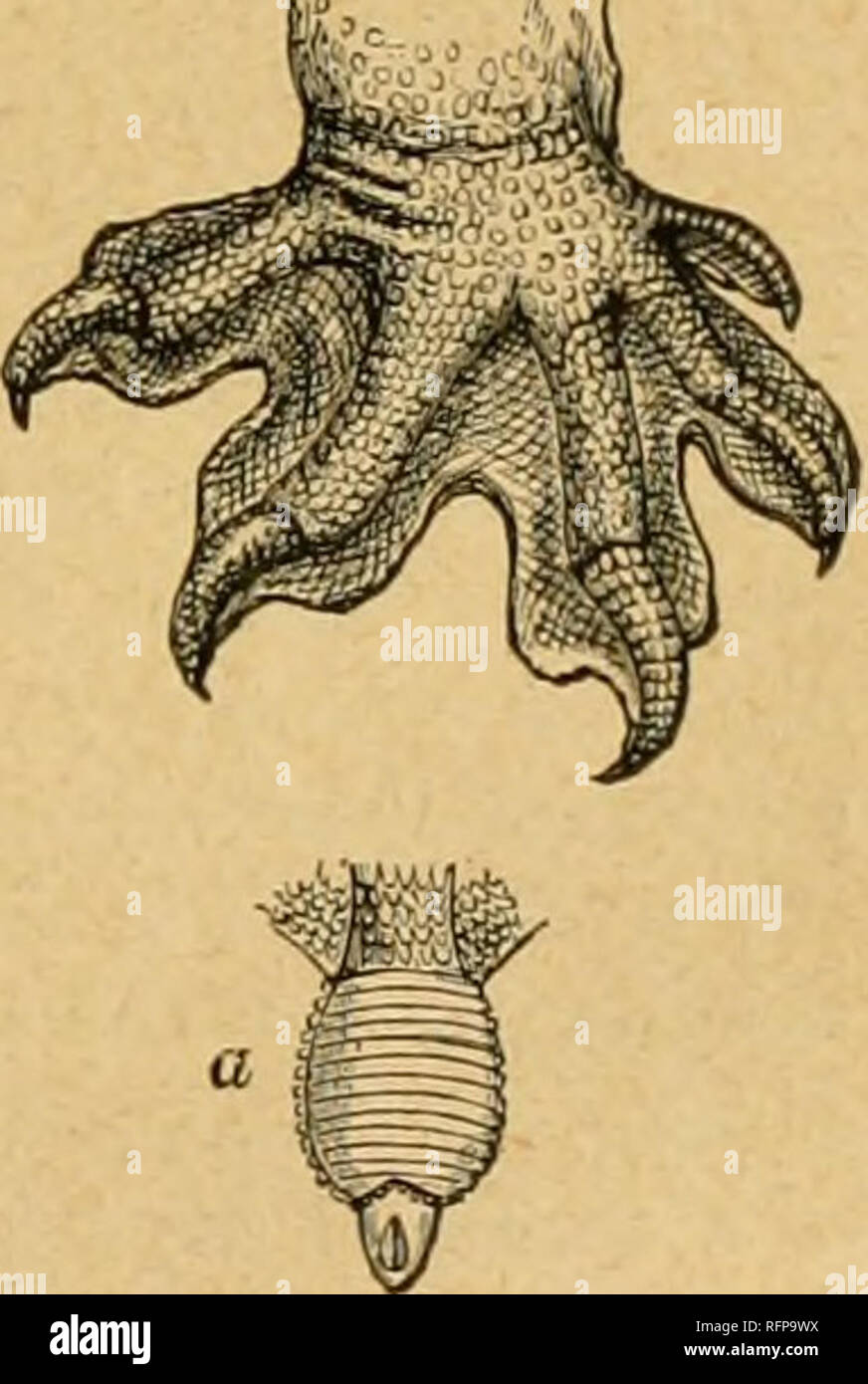 A texas horned lizard hi-res stock photography and images - Alamy