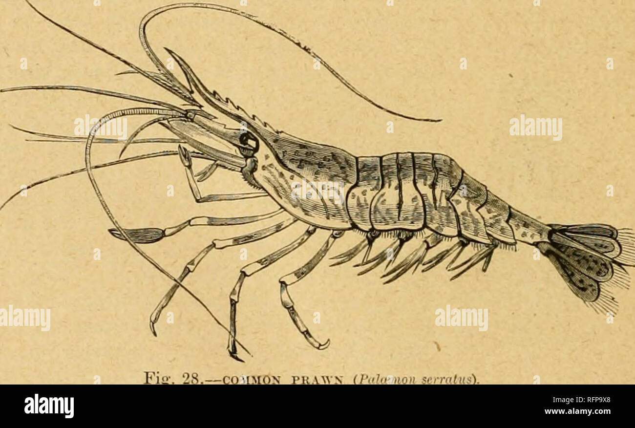 . Cassell's natural history. Animals; Animal behavior. of sight is ...