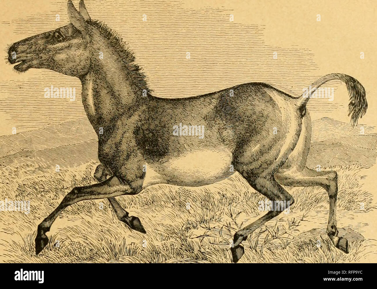 . Cassell's natural history. Animals; Animal behavior. ^^'!?r'^T ORDER ...