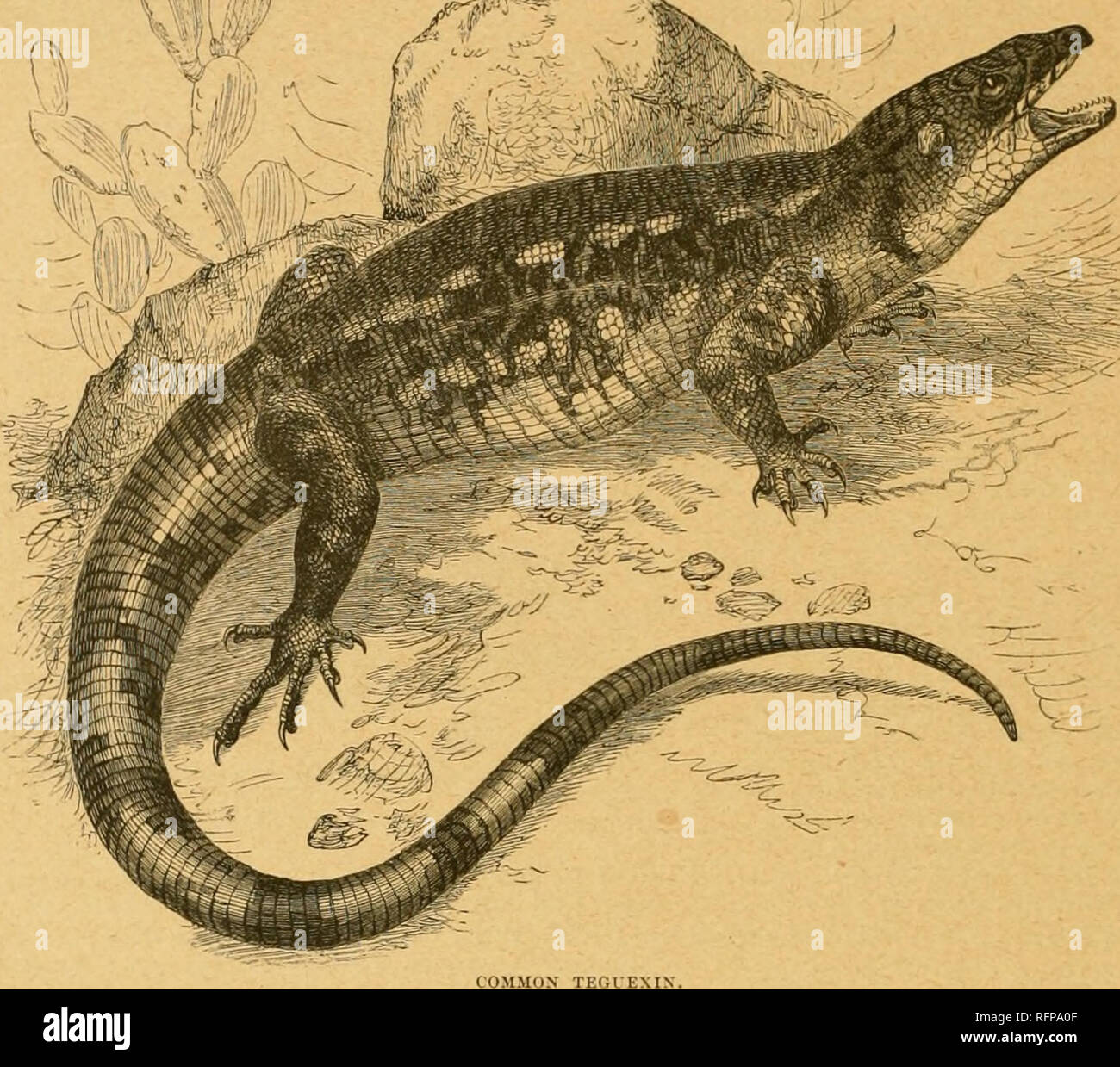 Long well formed tail hi-res stock photography and images - Alamy