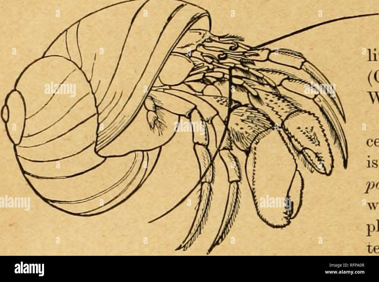 Pandanus nut hi-res stock photography and images - Alamy