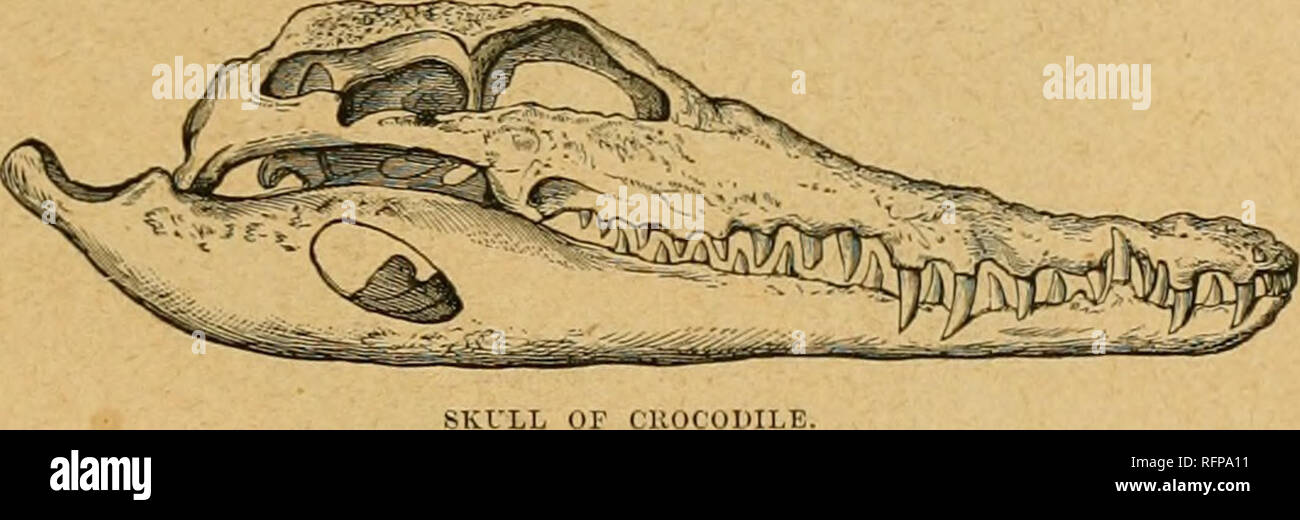 . Cassell's natural history. Animals; Animal behavior. PLEURODONT JAW ...