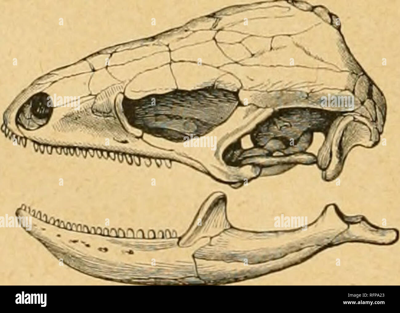 Animals Without Eyes