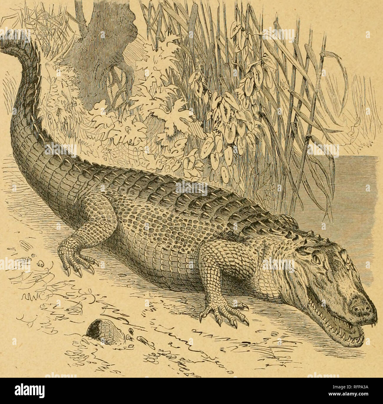 Flattened snout hi-res stock photography and images - Alamy