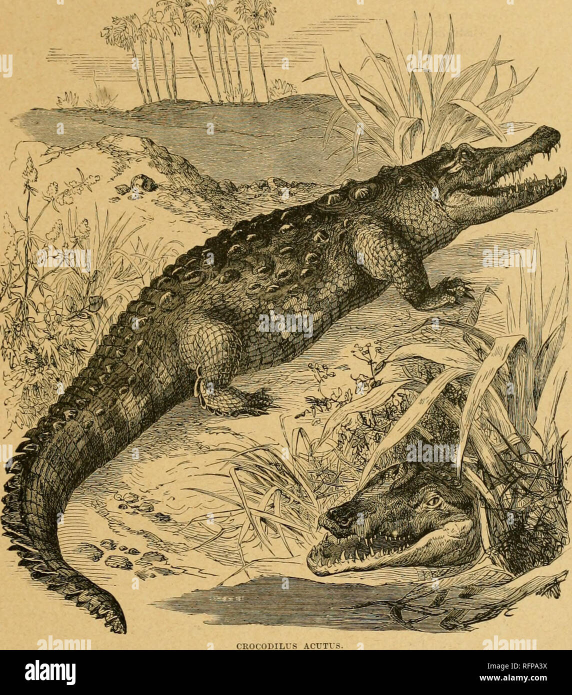 Ganges River Crocodiles