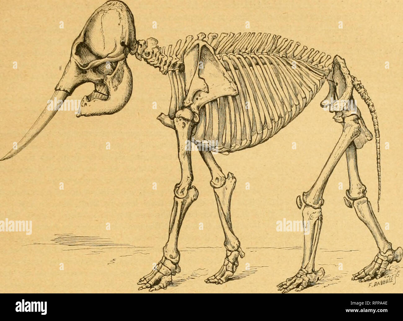 Hannibal's elephants hi-res stock photography and images - Alamy