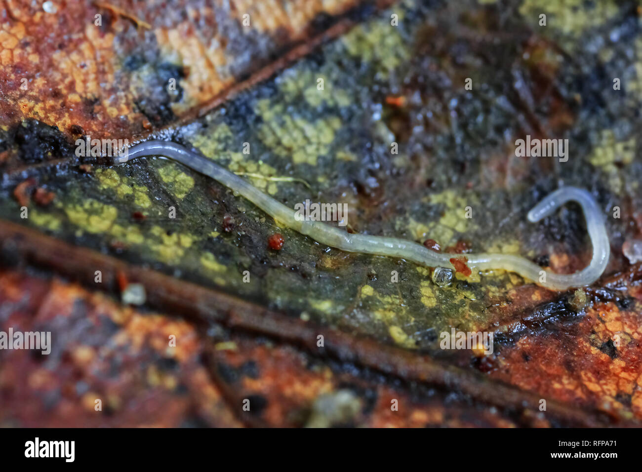 Potworms hi-res stock photography and images - Alamy