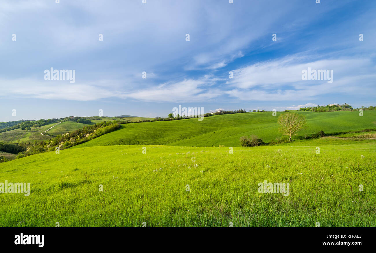 Clean green grass fields of Tuscany. Beautiful landscapes of Italy ...