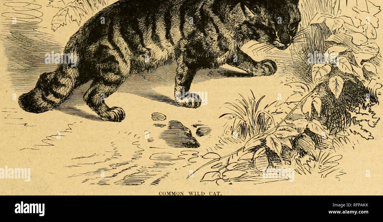 Extinct Domestic Cats