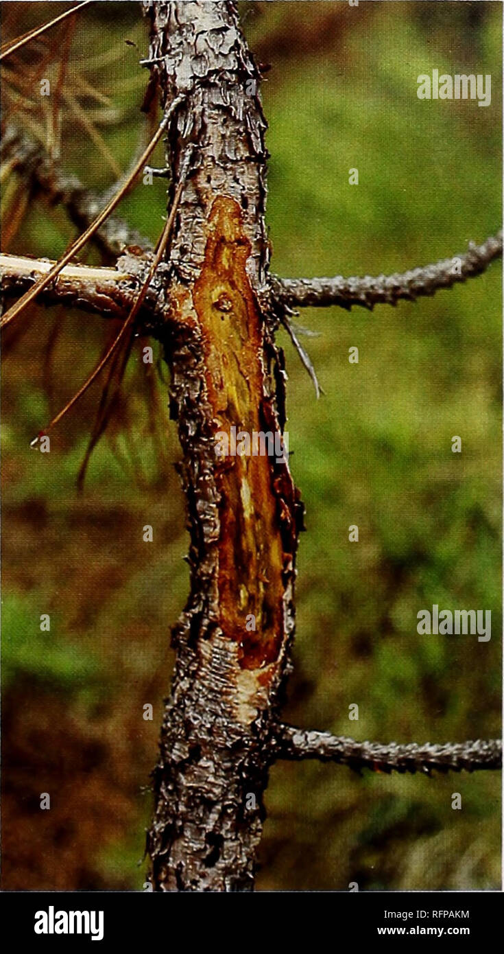 Oak tree pests and diseases hi-res stock photography and images - Alamy