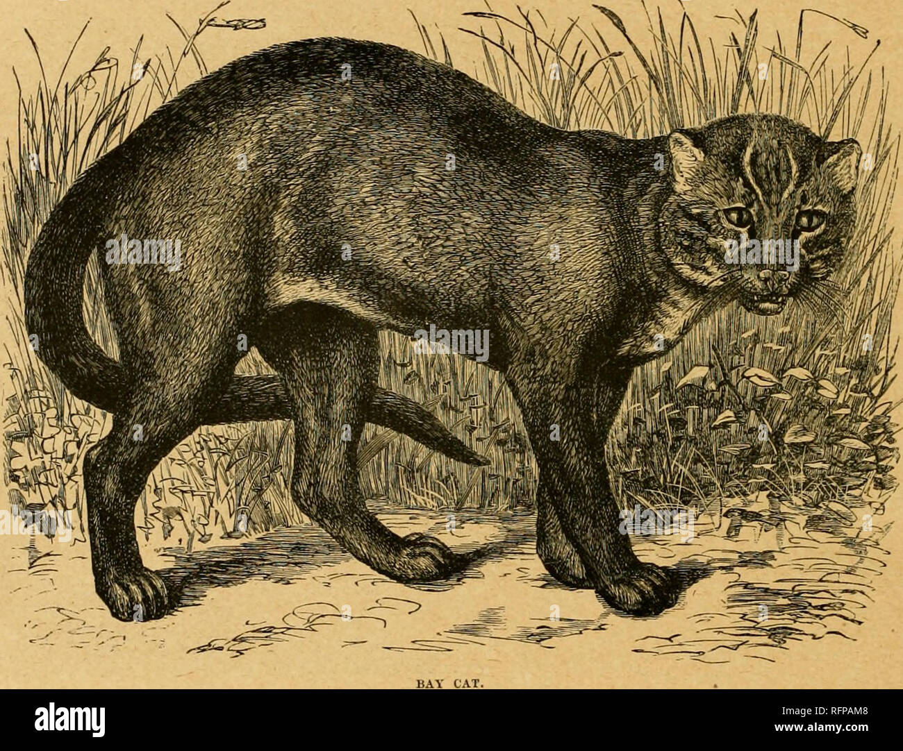 Faint white stripes hi-res stock photography and images - Alamy