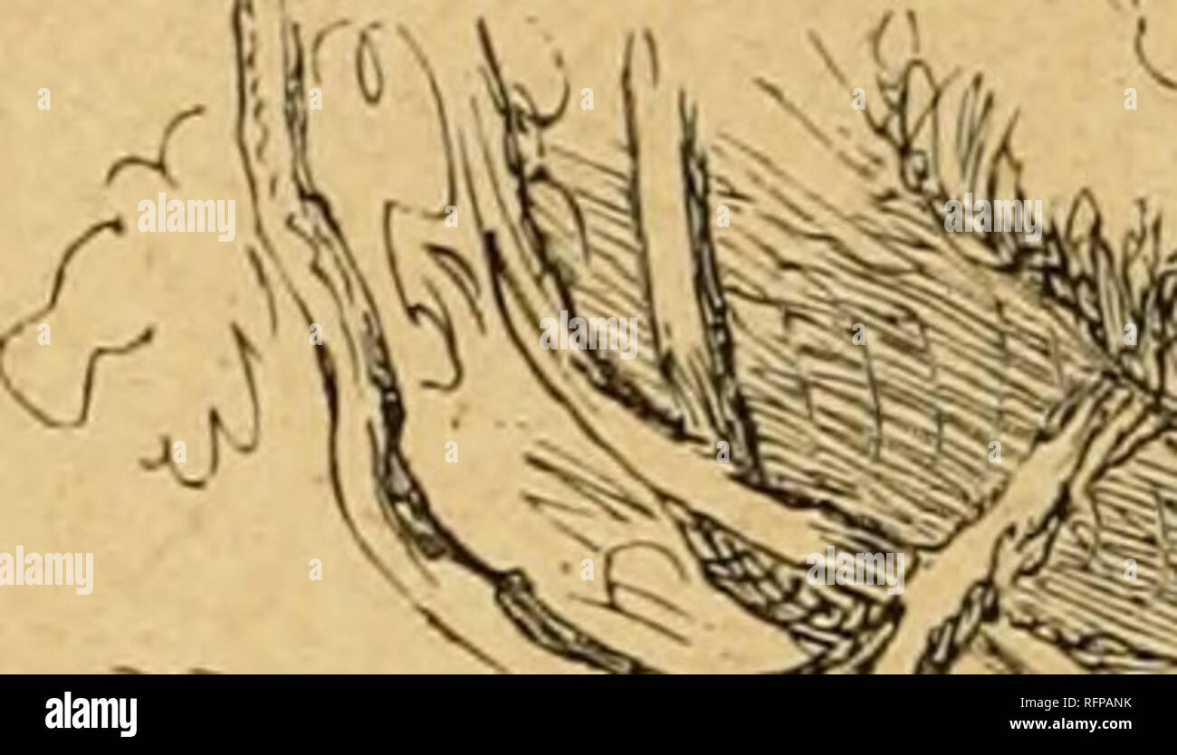 Eyra cats hi-res stock photography and images - Alamy