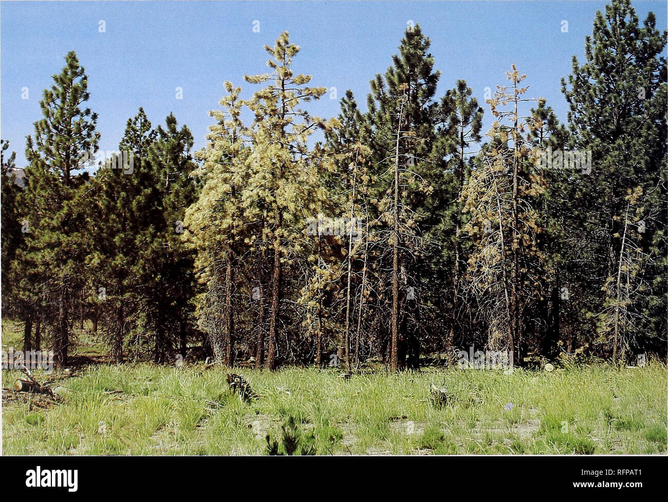 . Forest insect and disease conditions in the United States 1979 ...