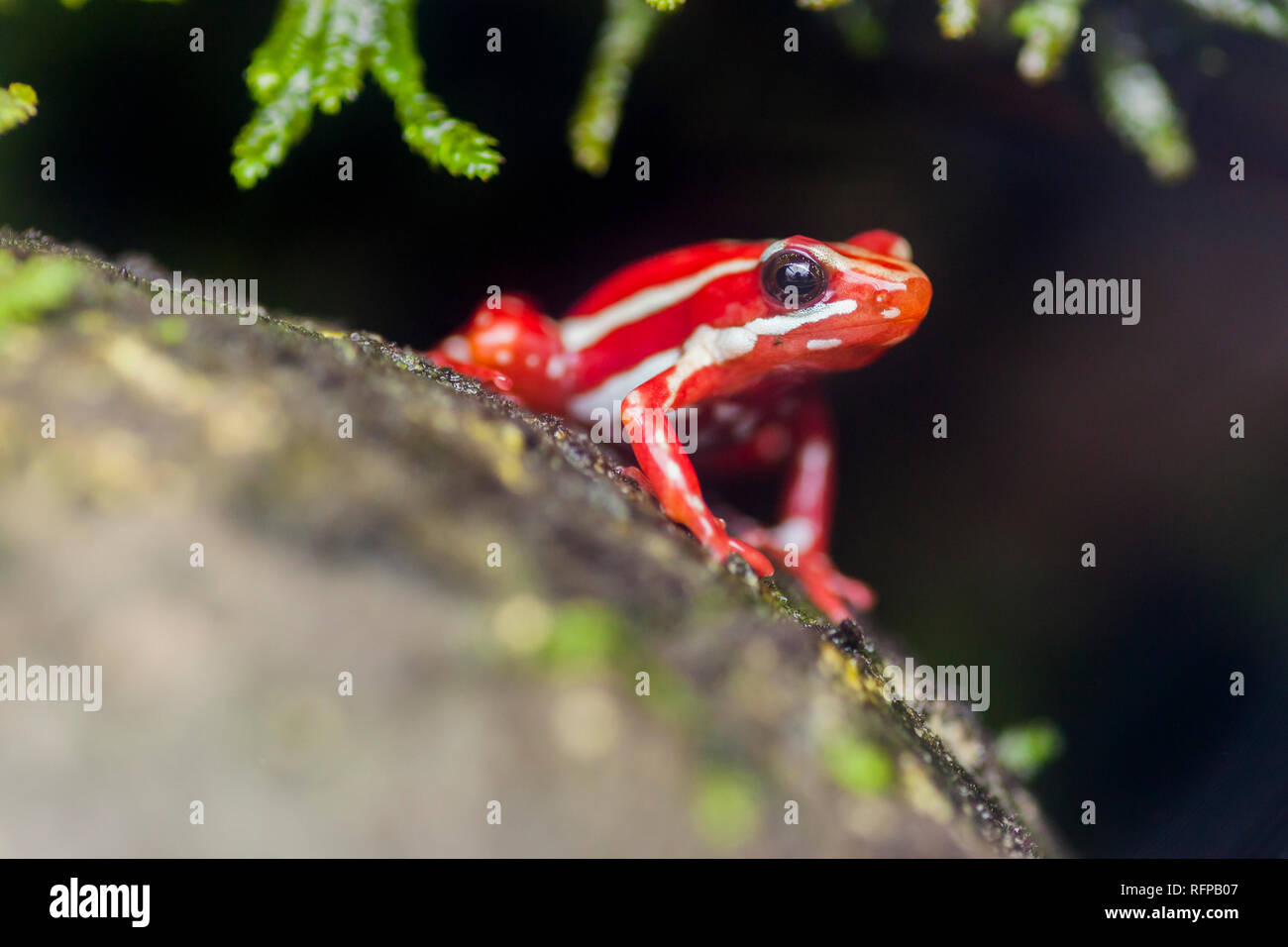 Rana fantasma veneno hi-res stock photography and images - Alamy