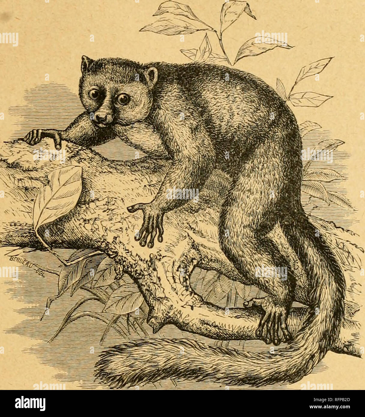 . Cassell's natural history. Animals; Animal behavior. OK BROAD-NOSED ...