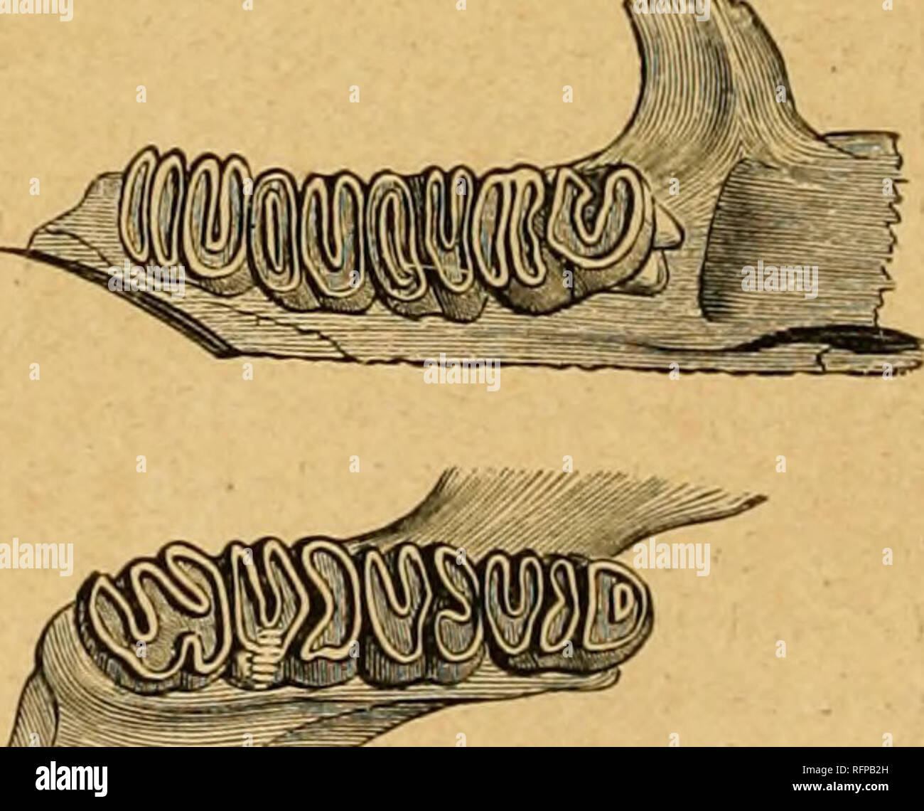 . Cassell's natural history. Animals; Animal behavior. DENTITION OF THE ...
