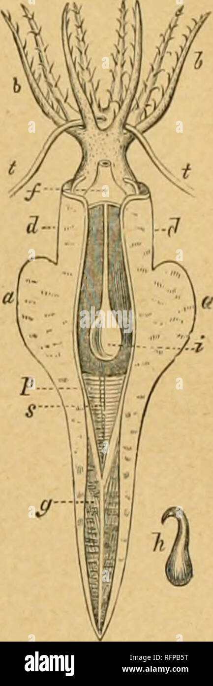 Pro ostracum hi-res stock photography and images - Alamy