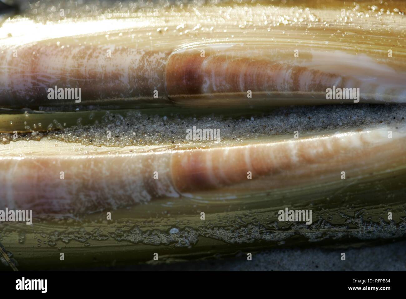 Sword razor (Ensis ensis) on the beach, Amrum, North Frisian Islands ...