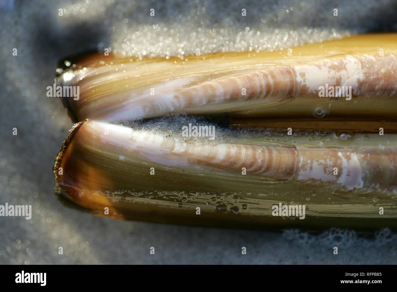 Sword razor (Ensis ensis) on the beach, Amrum, North Frisian Islands ...