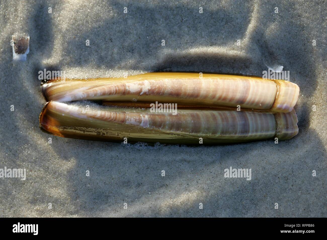 Sword razor (Ensis ensis) on the beach, Amrum, North Frisian Islands ...