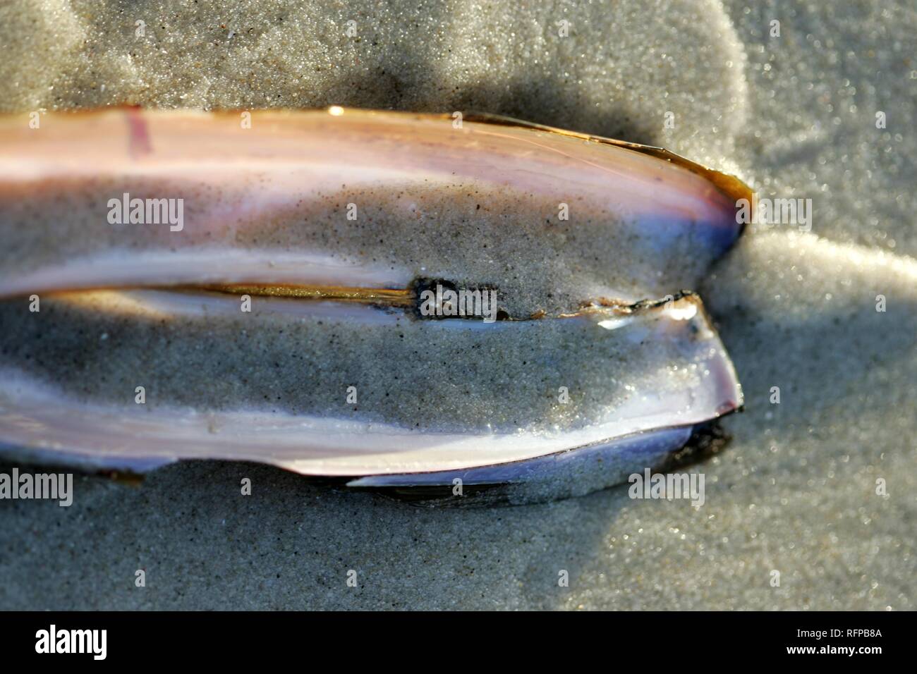 Sword razor (Ensis ensis) on the beach, Amrum, North Frisian Islands ...