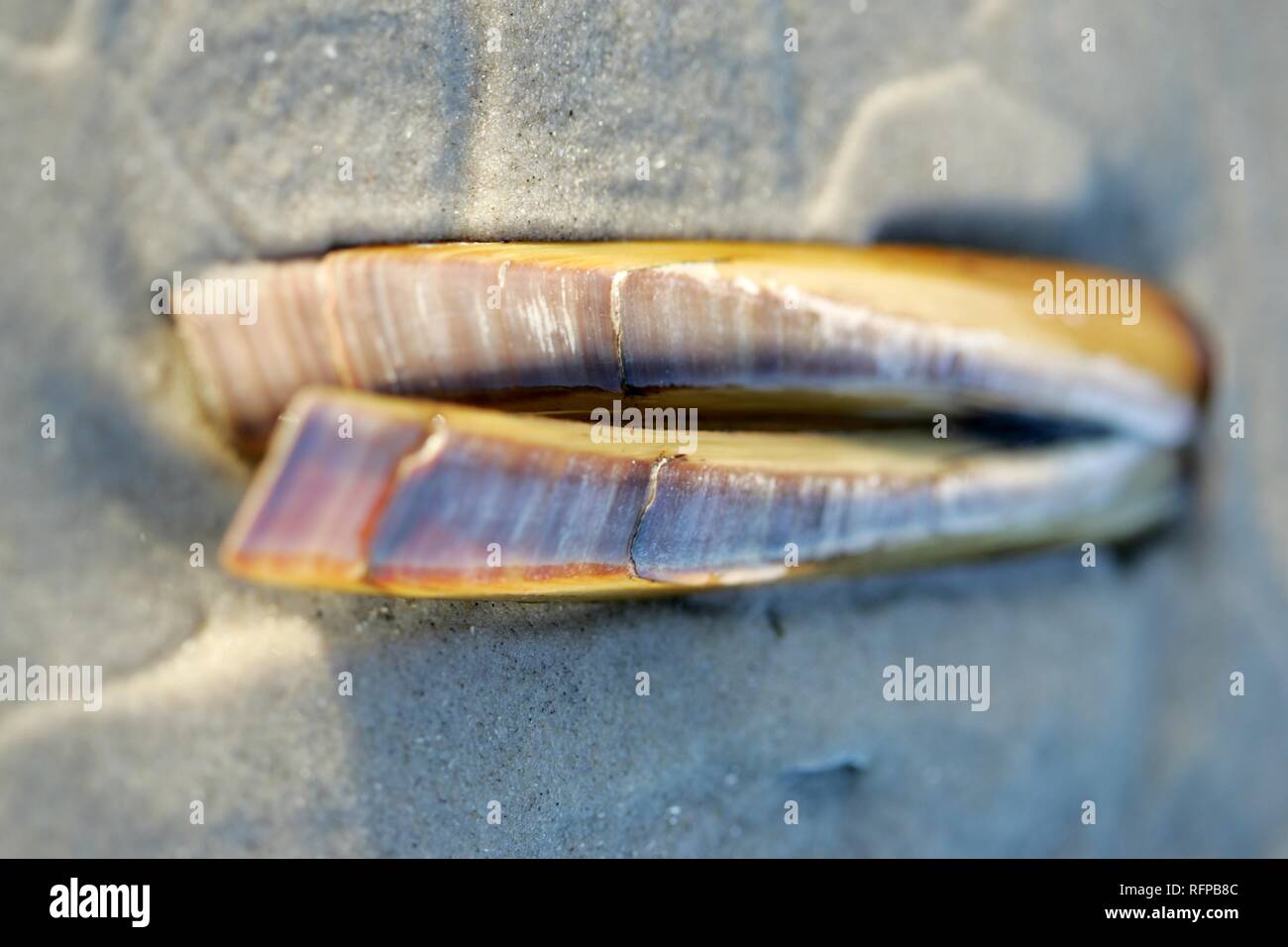 Sword razor (Ensis ensis) on the beach, Amrum, North Frisian Islands ...