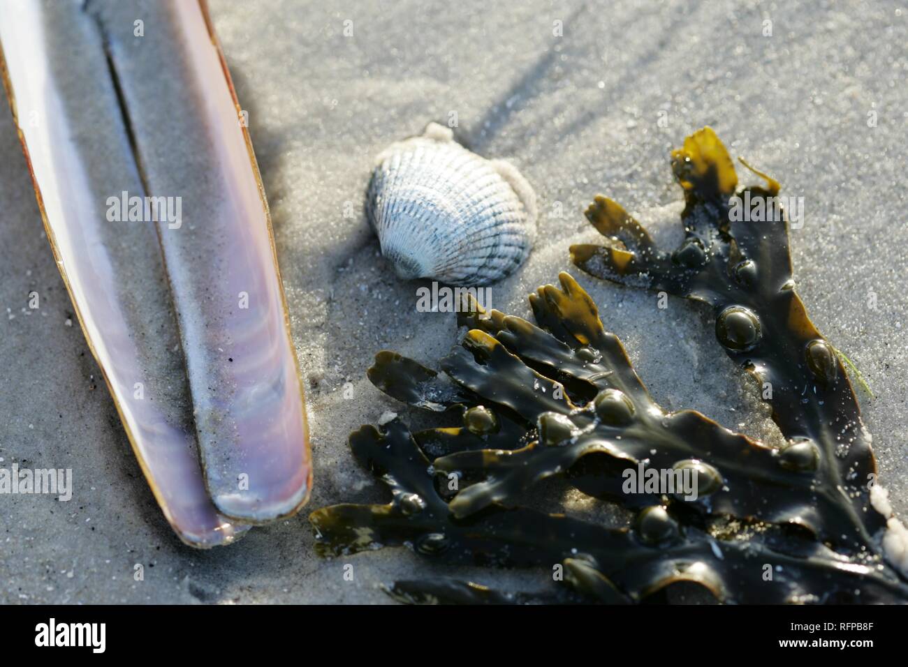Northsea island amrum ensis hi-res stock photography and images - Alamy
