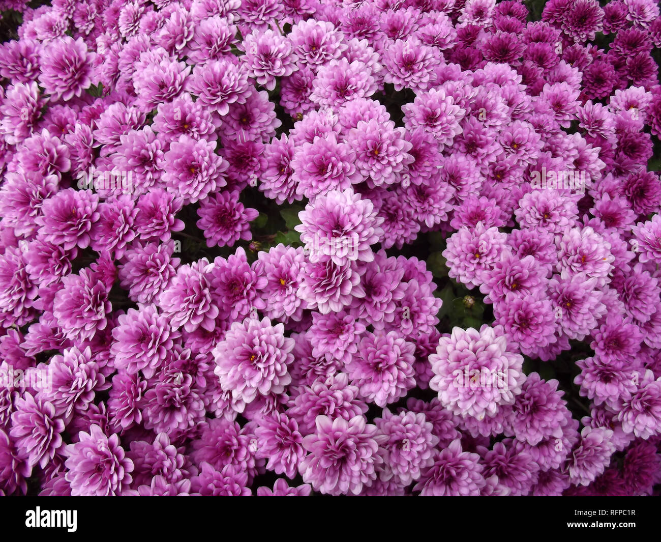 Purple Chrysanthemum Flowers Background Stock Photo - Alamy