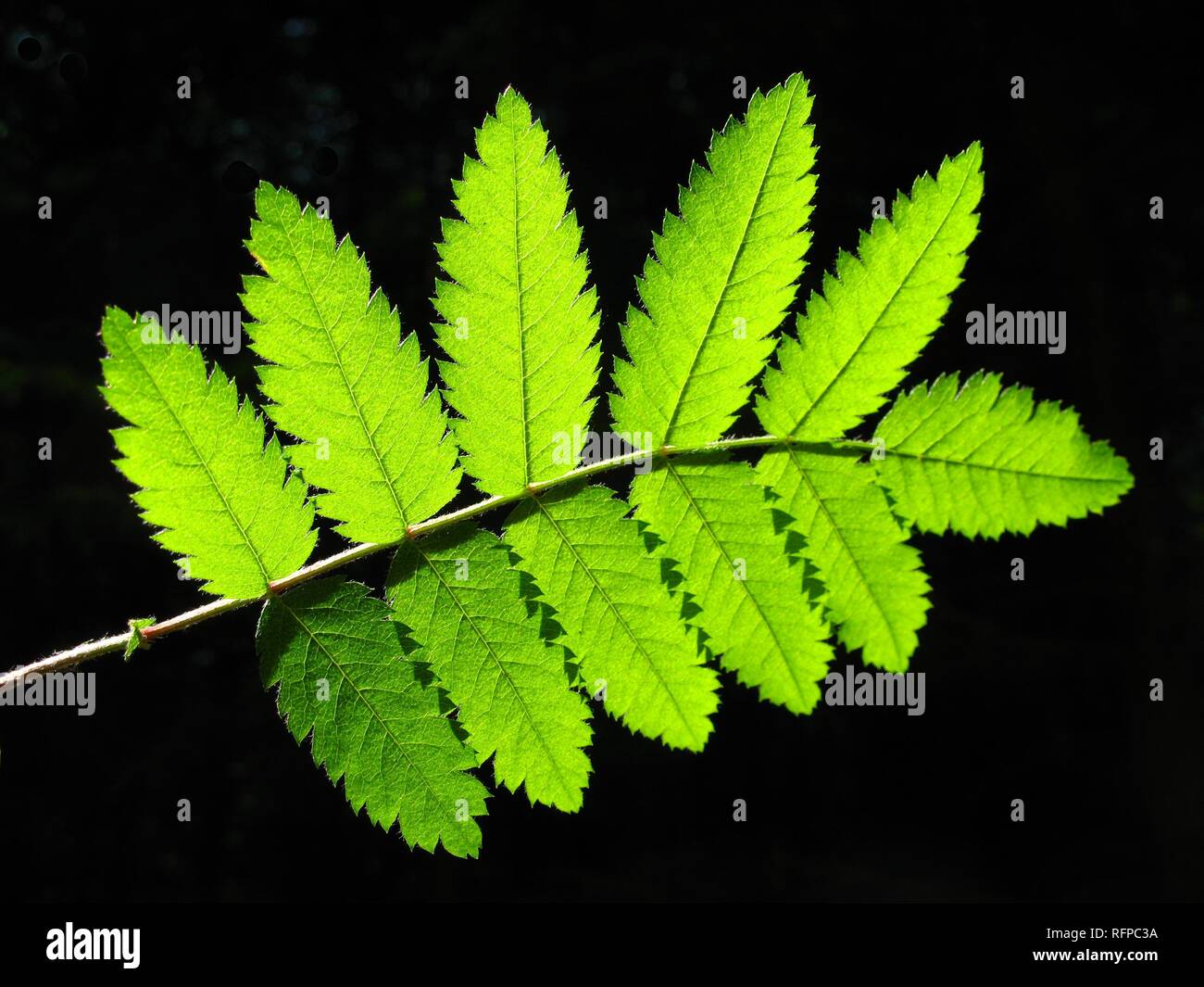 Sorbus hi-res stock photography and images - Alamy