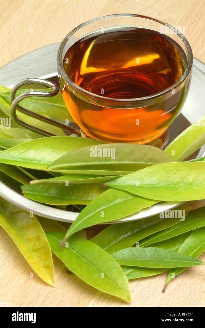 Mate-tea, Ilex paraguayensis Stock Photo - Alamy