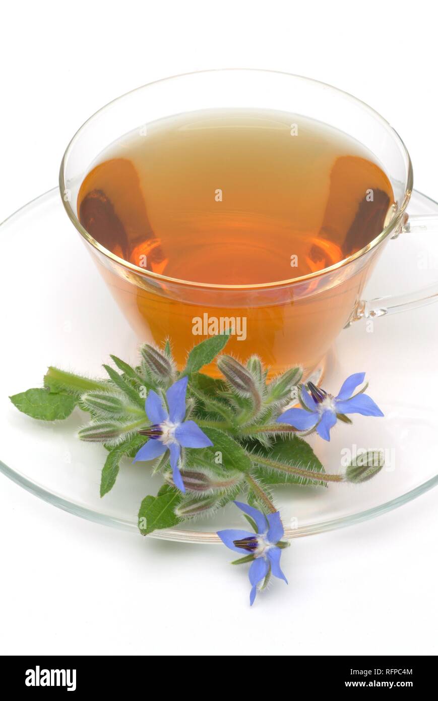 Borage, Boragetea, herbtea, Borago officinalis, Borragine Stock Photo ...