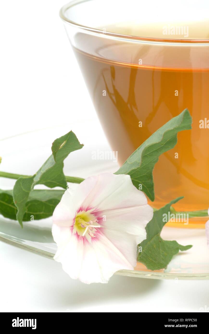 Blindweed hi-res stock photography and images - Alamy