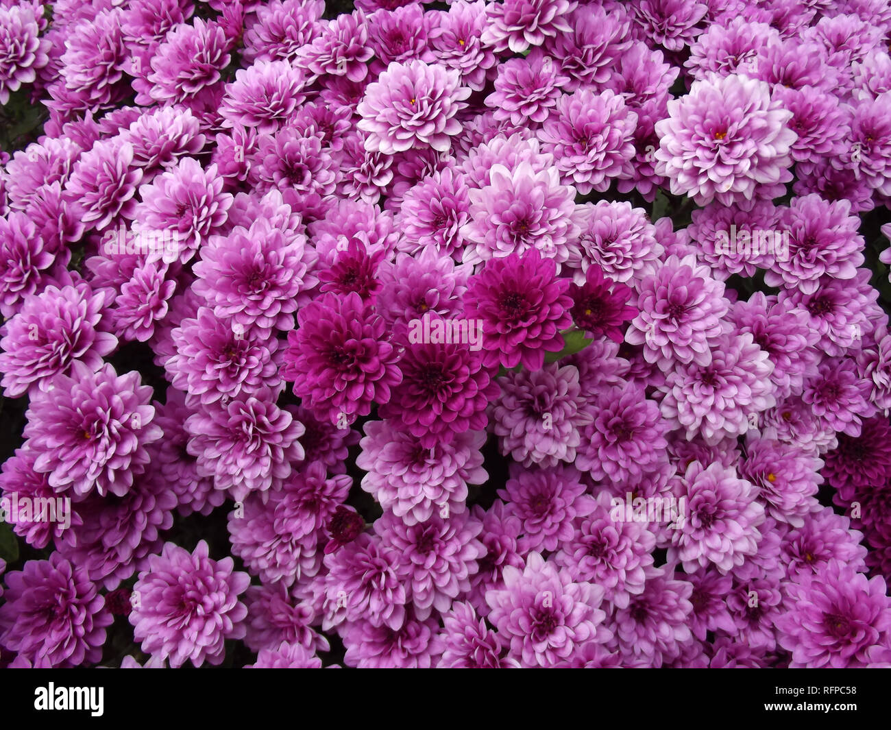 Purple Chrysanthemum Flowers Background Stock Photo - Alamy