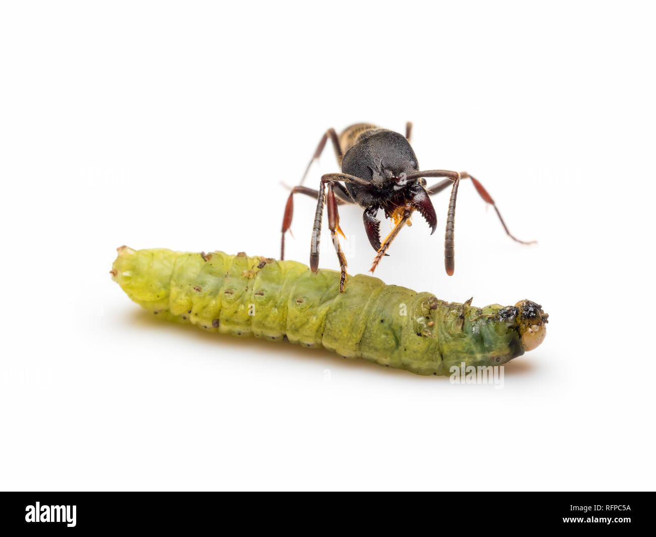 Extreme close-up image of Pachycondyla rufipes worker ant killing and ...
