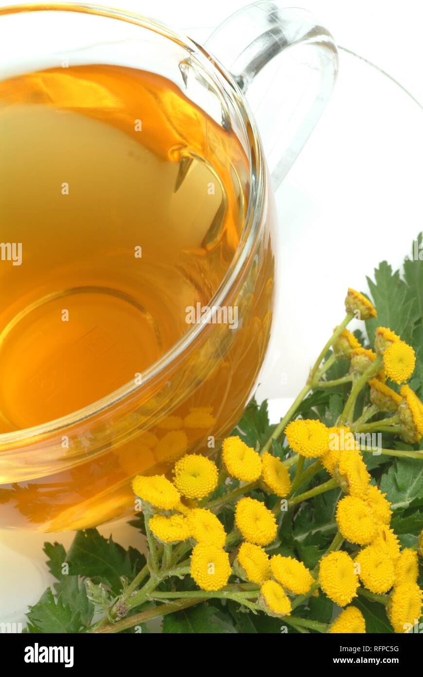 Tancytea hi-res stock photography and images - Alamy