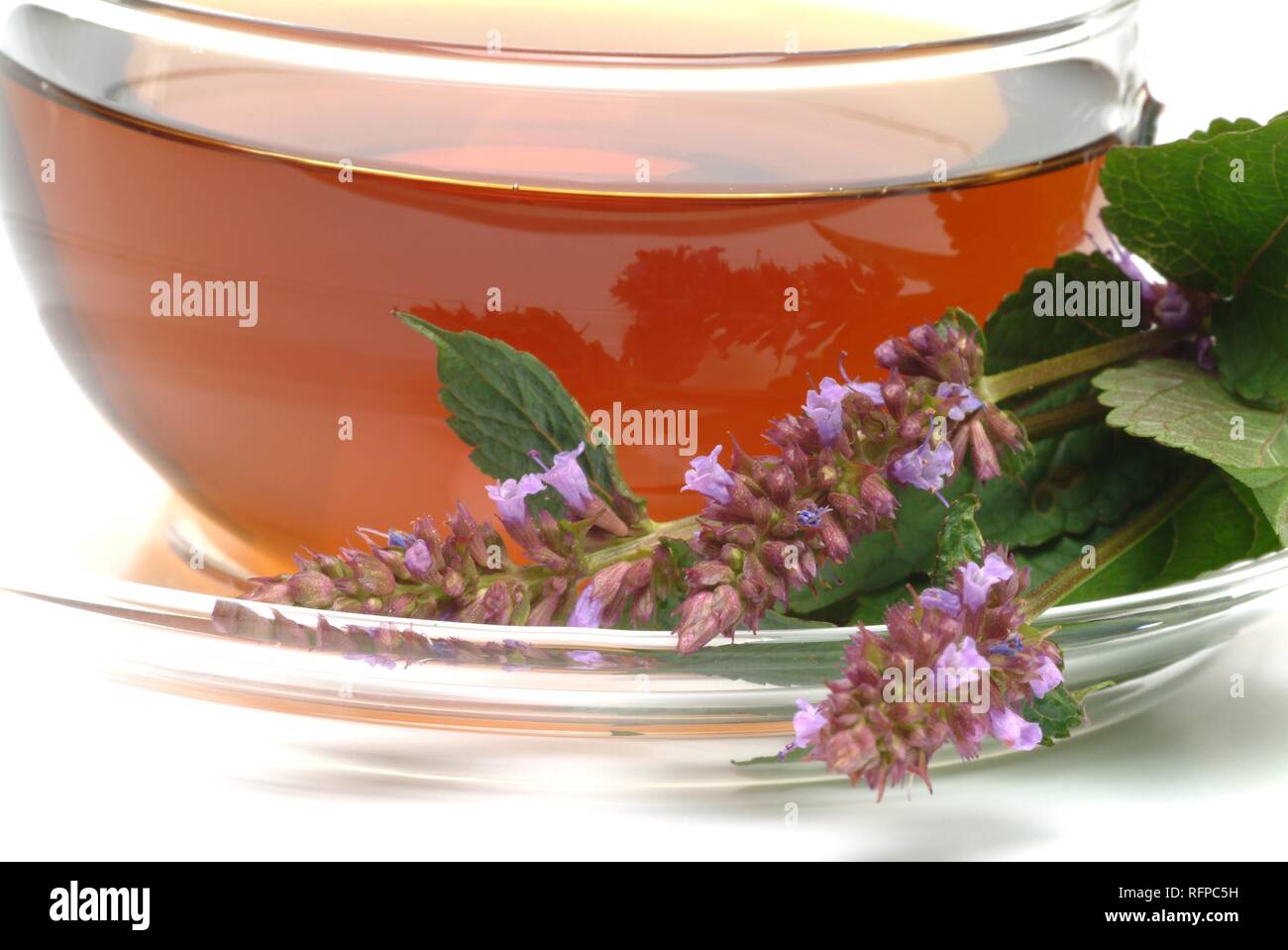 Purple giant hyssop, korean mint, tea, Agastache rugosa, Agastacha ...