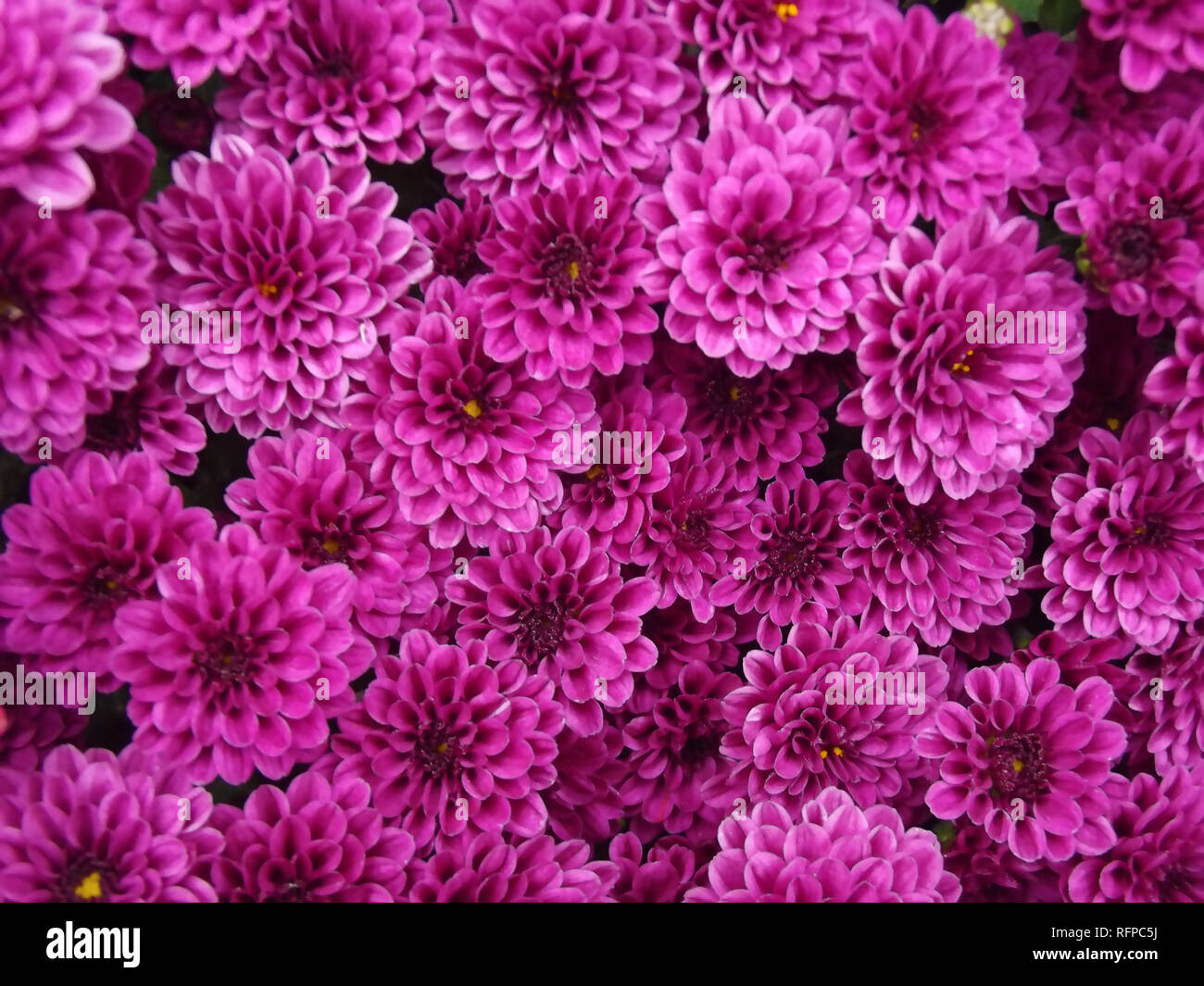 Chrysanthemums background hi-res stock photography and images - Alamy