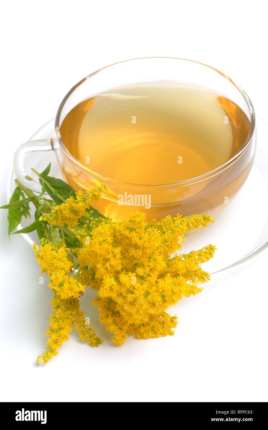 Golden rod tea hi-res stock photography and images - Alamy