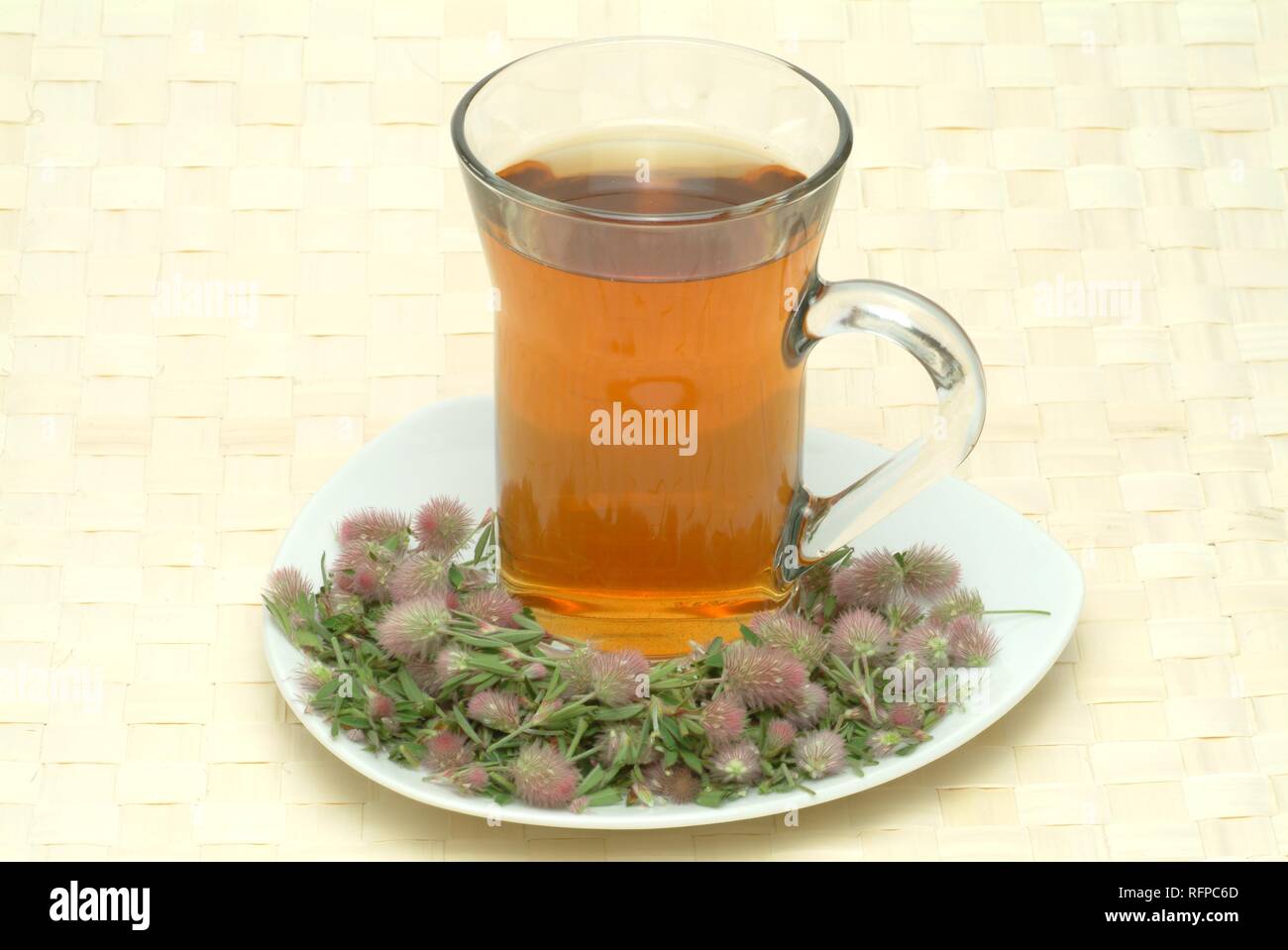 Hare's foot tea, Hare's foot clover tea, Trifolium arvense, Trifolgia ...