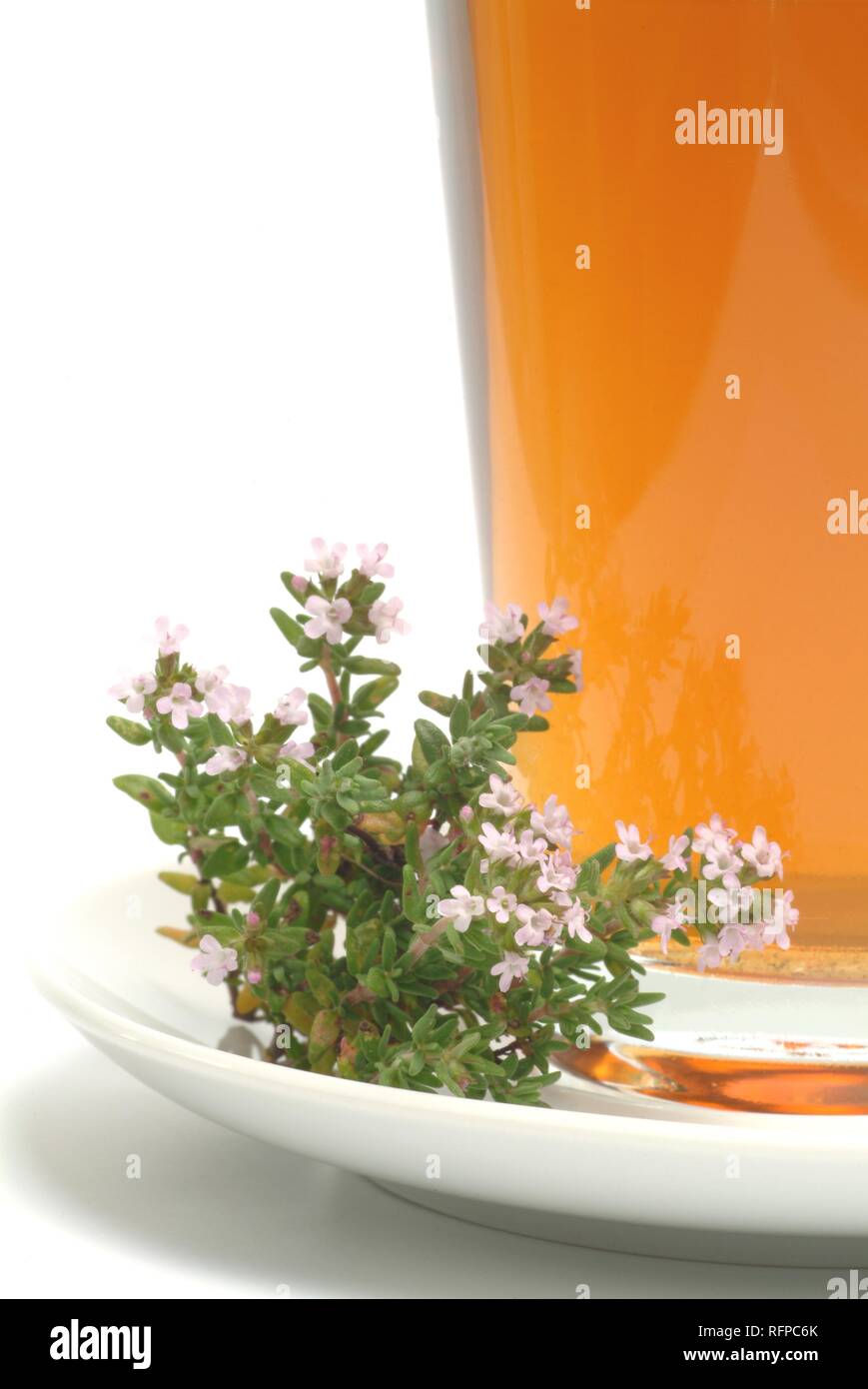 Thymus vulgaris hi-res stock photography and images - Alamy