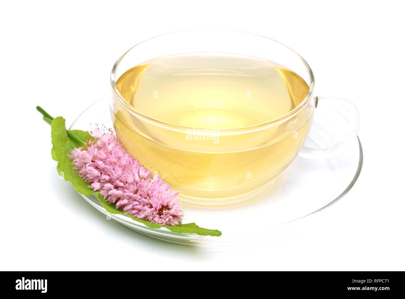 Herb tea made of bistort, snake root, Polygonum bistorta Stock Photo ...