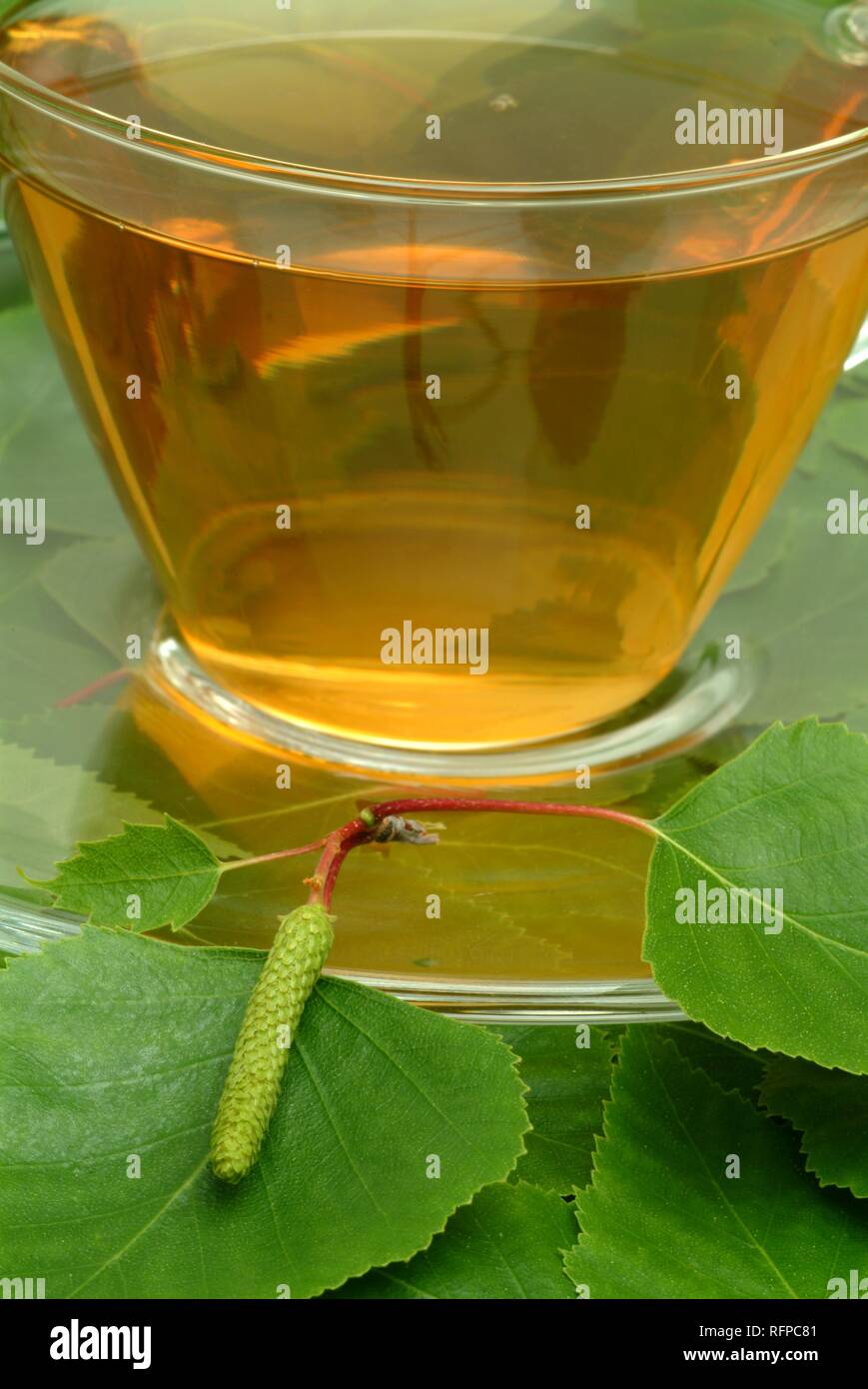 Betula pendula pendula hi-res stock photography and images - Alamy