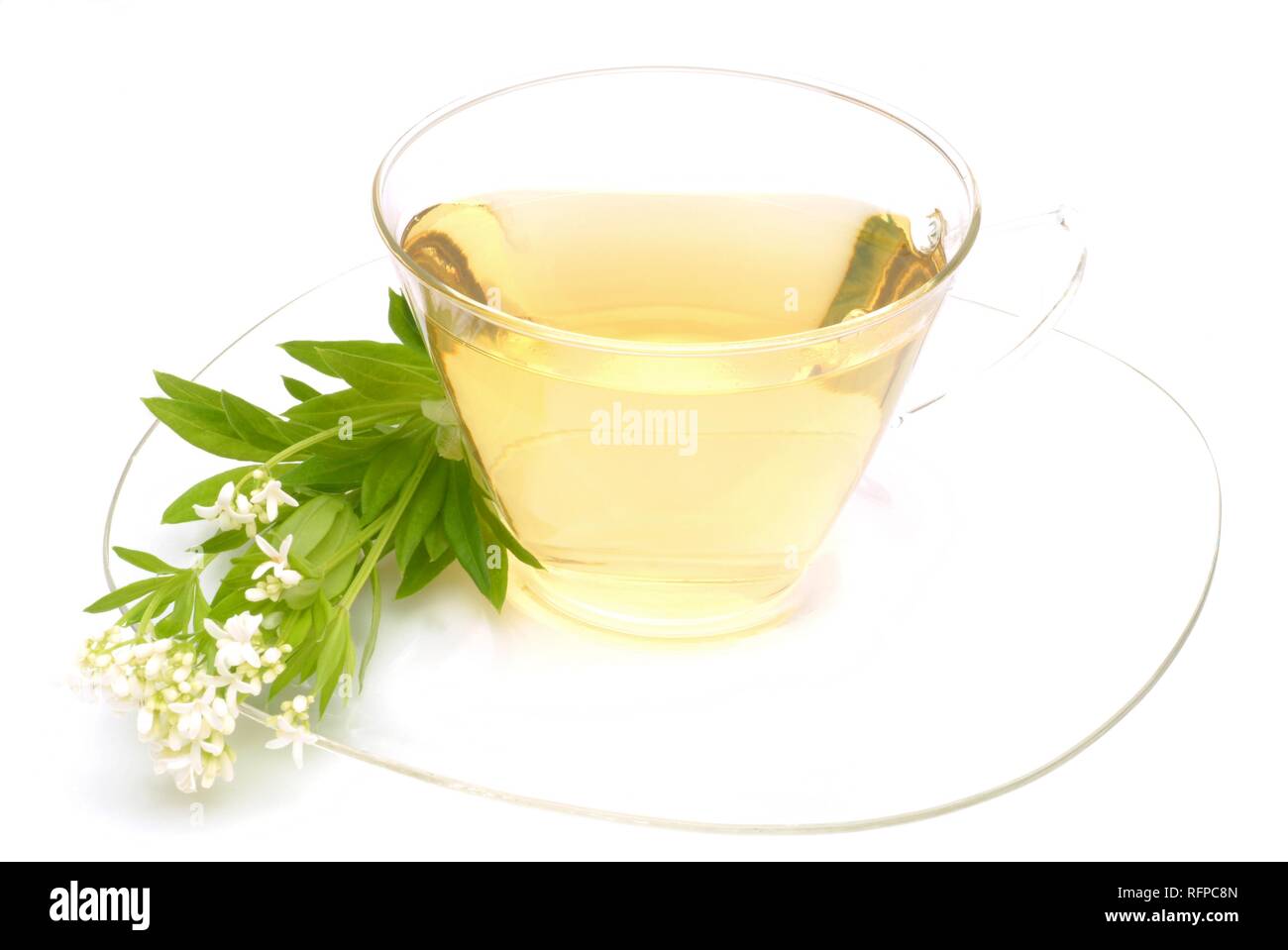 Herb tea made of Sweet woodruff, Galium odoratum Asperula odorata Stock ...